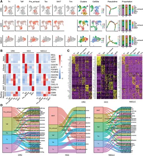 Frontiers Single Cell Transcriptome Analysis Reveals Rgs1 As A New
