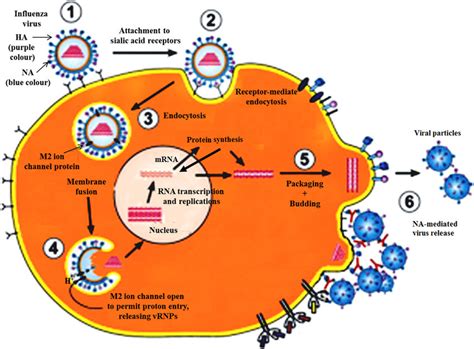 A Schematic Presentation Of Influenza A Virus Life Cycle Adapted With