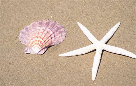 How The Seashell Sex Position Adds A Huge Impact To Missionary Sex