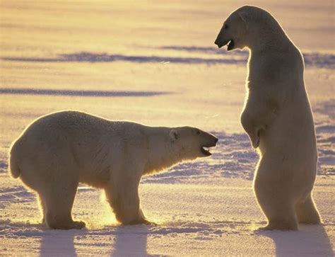 polar bear penis bone may be weakened by pollution new scientist