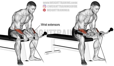 √ Reverse Barbell Wrist Curls