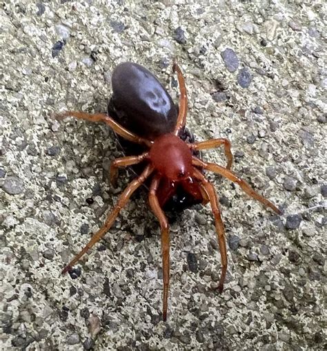 What Is This Spider R Whatsthisbug