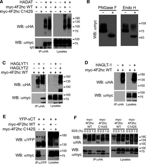 Interaction Of The Transmembrane Chaperone 4f2hc With Dat And Other
