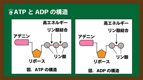 生物基礎 Atp Jawbraz