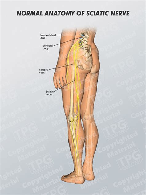 Normal Anatomy Of Sciatic Nerve Order
