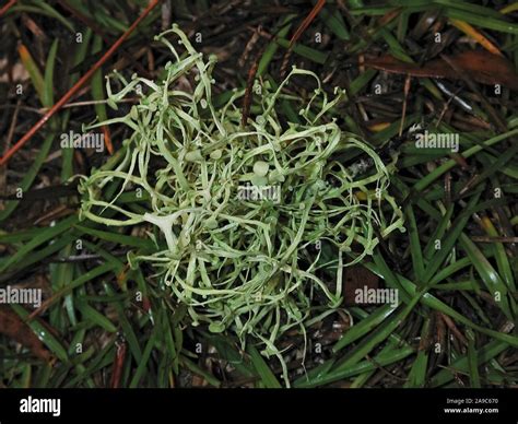 Lichens Are Organisms Containing Symbiotic Relationships Or Colonies Of