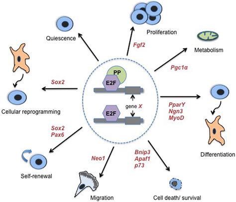 Frontiers Transcriptional Control Of Stem Cell Fate By E2fs And