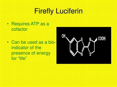 Ppt Bioluminescence Powerpoint Presentation Free Download Id 592073