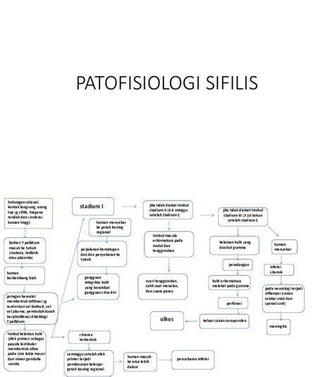 Sifilis Patofisiologi Diagnosis Penatalaksanaan Alomedika Porn Sex