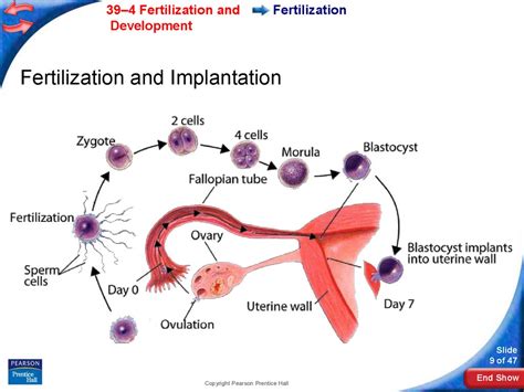 Fertilization And Development Fertilization Online Presentation