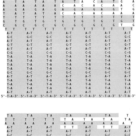 Nucleotide Sequence Alignment Of The 16s 23s Intergenic Spacer Regions