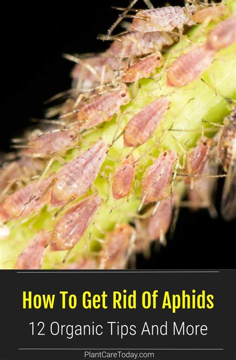 How To Get Rid Of Aphids 12 Organic Tips And More Get Rid Of Aphids