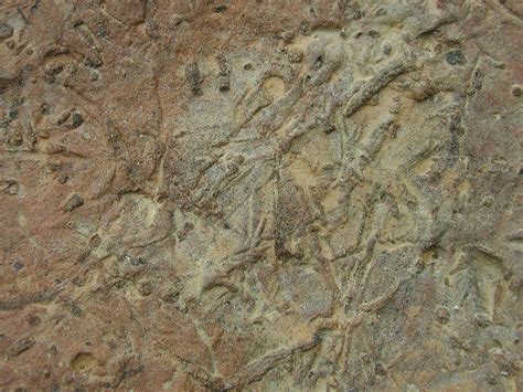 Fossils Trace Fossils