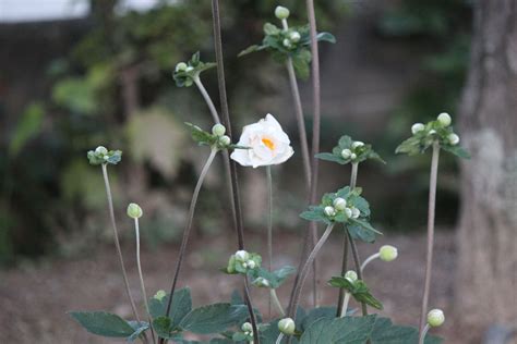 シュウメイギク 秋明菊 つれづれ日記 楽天ブログ