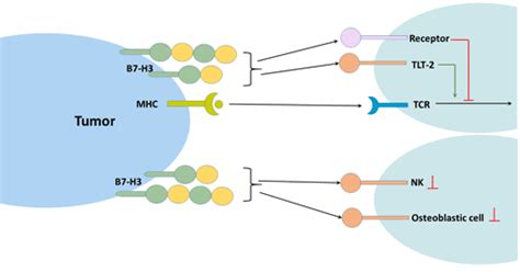 共刺激 共抑制双重作用：b7 H3是“敌”是“友”？ 研究热点 华美生物 Cusabio Cn