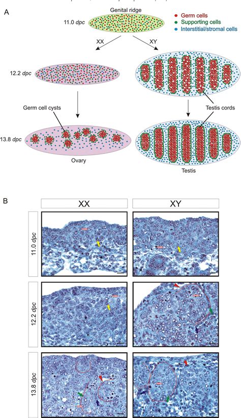 Figure 1 From Cell Adhesion Molecules Expression Pattern Indicates That