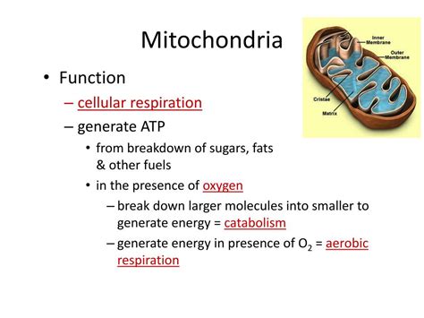 What Is The Mitochondria Function Gcse