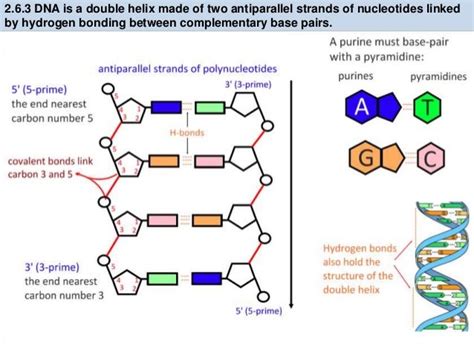 Dna Structure And Replication Diagram