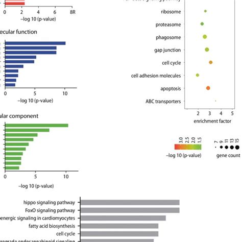 Functional Annotation Analysis For Differentially Expressed Mrnas And