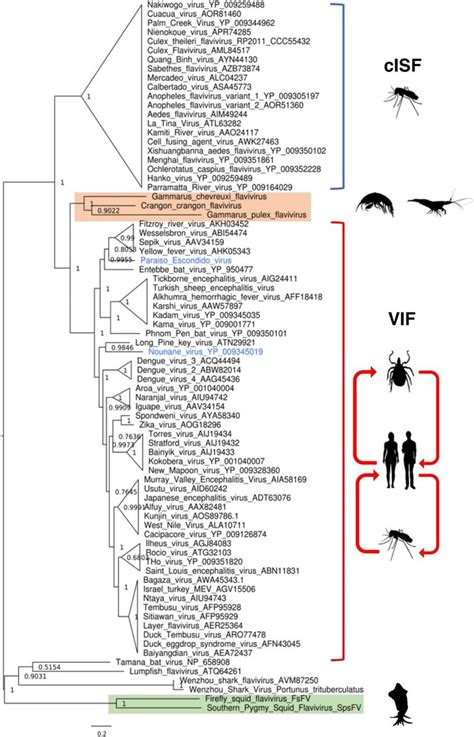 4 Maximum Clade Credibility Tree Of Phylogenetic Relationship Of The