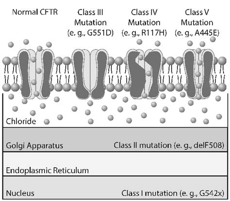 Figure Classes Of Cftr Mutations Class I And Ii Mutations Result In