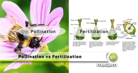Difference Between Pollination And Fertilization Biomadam