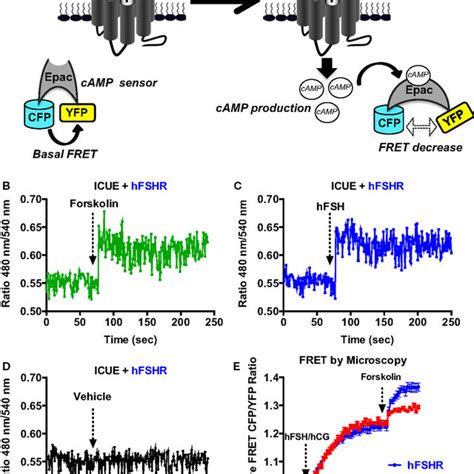 Bret And Htrf Based Camp Production Assays A Principle Of The