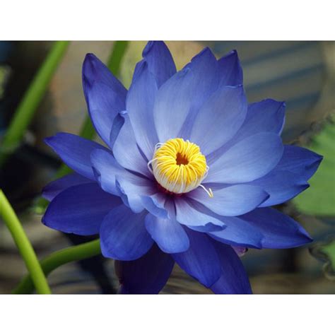 Blue Lotus Flower Meaning And Symbolism Mythologian