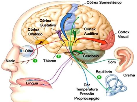 Sistema Nervoso Central Anatomia E Função Resumo