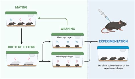 Mice Breeding Technique Biorender Science Templates