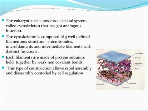 Microtubules And Microfilaments