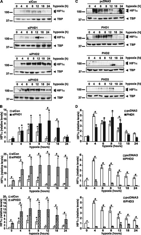 Phds Are Differently Involved In Hif1 Regulation In Hypoxia A And B