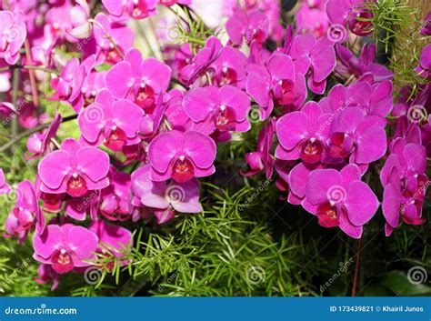 Beautiful Purple Cluster Of Phalaenopsis Orchid Flowers Stock Image