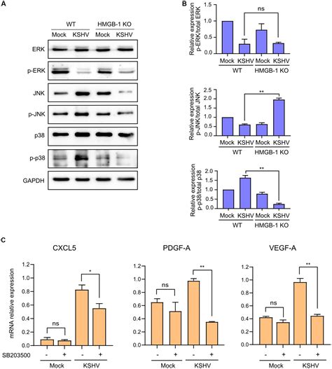 Frontiers Hmgb1 A Potential Regulator Of Tumor Microenvironment In
