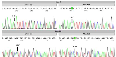 Electropherogram Of Pik3ca Gene Exon 9 Wild Type Sequence And Mutated
