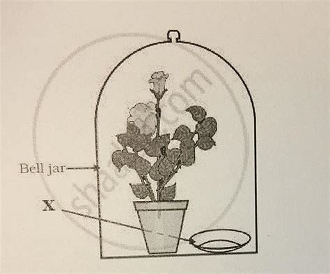 Observe The Experimental Setup Shown Below Name The Chemical Indicated