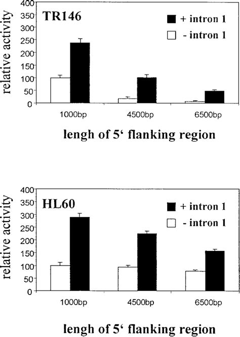 Enhancing Effect Of Human Mrp14 Exon I And Intron I In Epithelial And