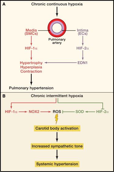 Hypoxia Inducible Factors In Physiology And Medicine Cell
