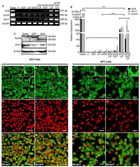 Cells Special Issue Progress And Future Prospect Of In Vitro