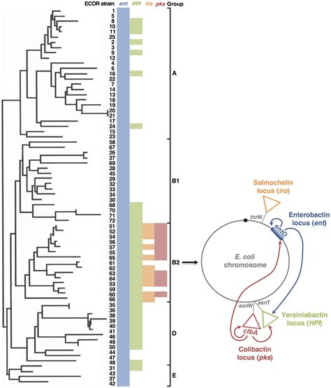 Model For The Co Evolution Of The Pks And High Pathogenicity Islands In