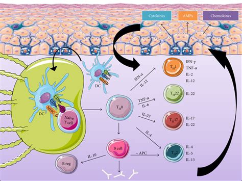 Major Actors Of The Adaptive Immune Response The Adaptive Immune
