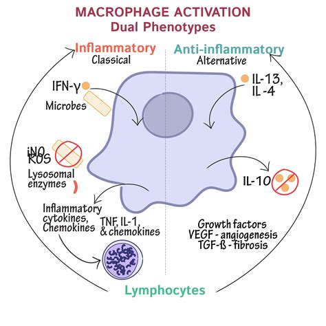 Immunology Microbiology Glossary Macrophage Activation Draw It To