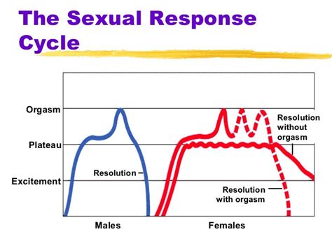 Label The Flow Chart That Diagrams Female Sexual Arousal Or
