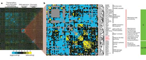 Hierarchical Clustering Of Genetic Interaction Patterns A Full
