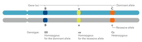 Allele Vs Genotype Vs Haplotype And More Idt