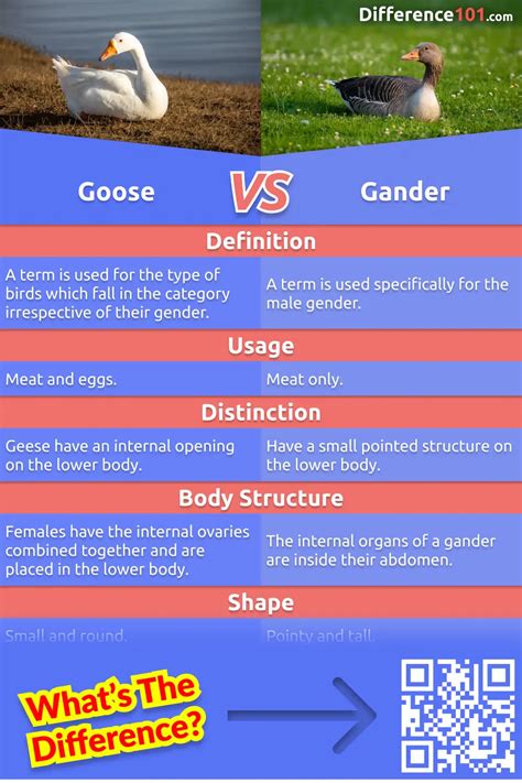 Goose Vs Gander 5 Key Differences Definition Living Areas