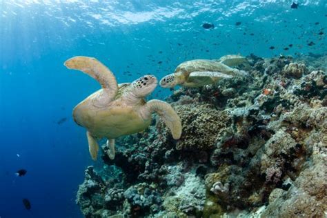 Oldest Sea Turtle Ever Recorded American Oceans