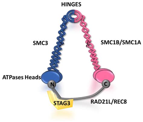 Cells Free Full Text Synaptonemal Complex In Human Biology And Disease