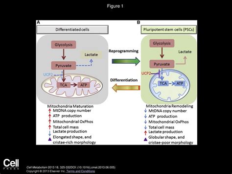 Mitochondrial Regulation In Pluripotent Stem Cells Ppt Download
