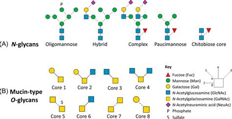 Of Key Human N‐ And O‐linked Glycosylation A N‐glycans Are